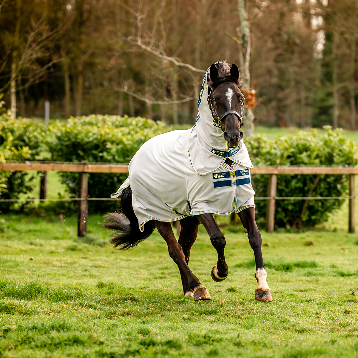 Amigo Bug Rug Plus | Börjes Hästsport