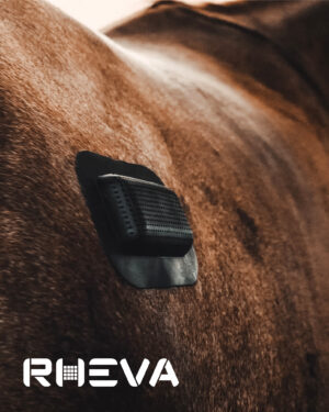 Rheva sårskydd, L 7x10 cm, 2-pack | Börjes Hästsport