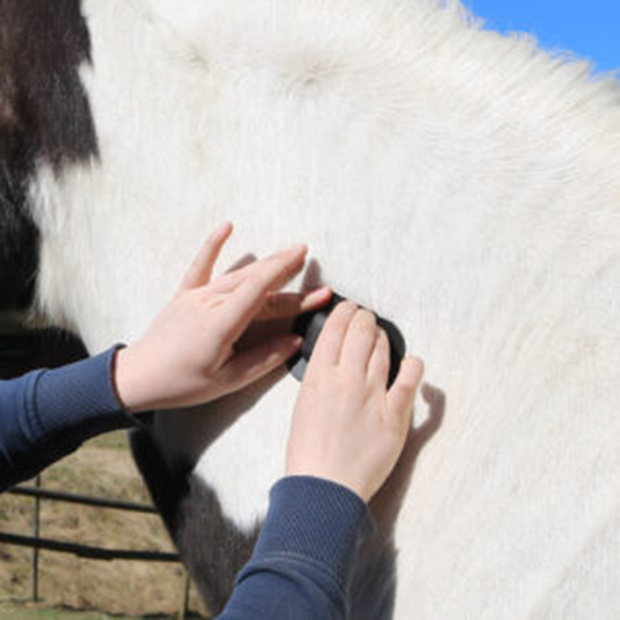 Rheva sårskydd, L 7x10 cm, 2-pack | Börjes Hästsport